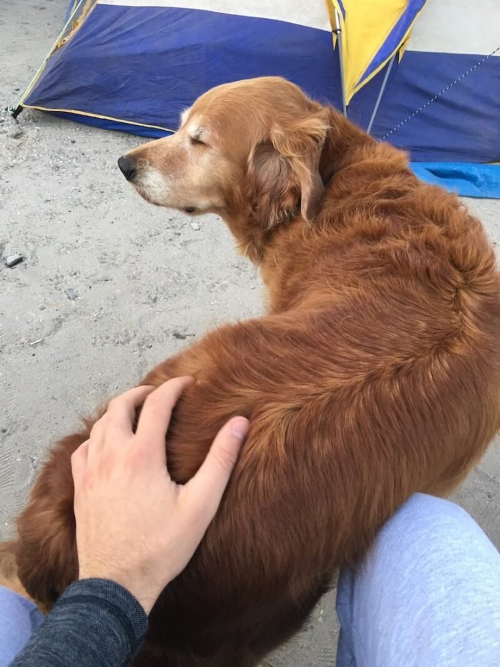 Is Catalina Island Dog-Friendly? (+ Activities & Hotels) – The Park's Life