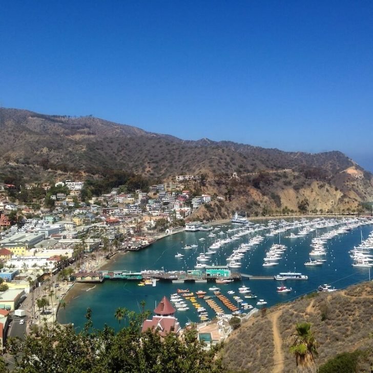 Is Catalina Island Dog-Friendly? (+ Activities & Hotels) – The Park's Life