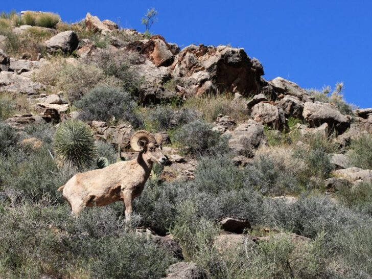 15 Common Animals in Joshua Tree (& Which Are Dangerous?) – The Park's Life