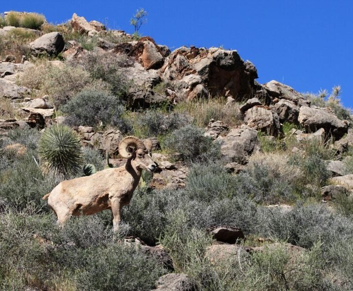 15 Common Animals in Joshua Tree (& Which Are Dangerous?) – The Park's Life