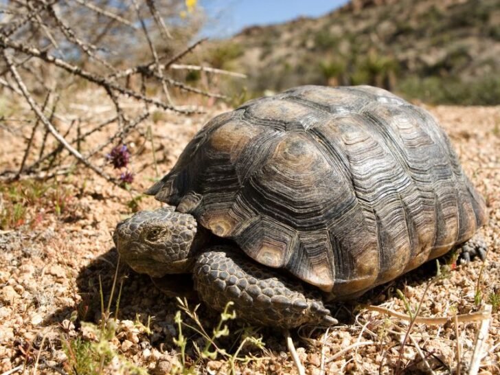 15 Common Animals in Joshua Tree (& Which Are Dangerous?) – The Park's Life