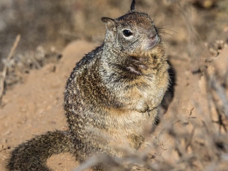 15 Common Animals in Joshua Tree (& Which Are Dangerous?) – The Park's Life