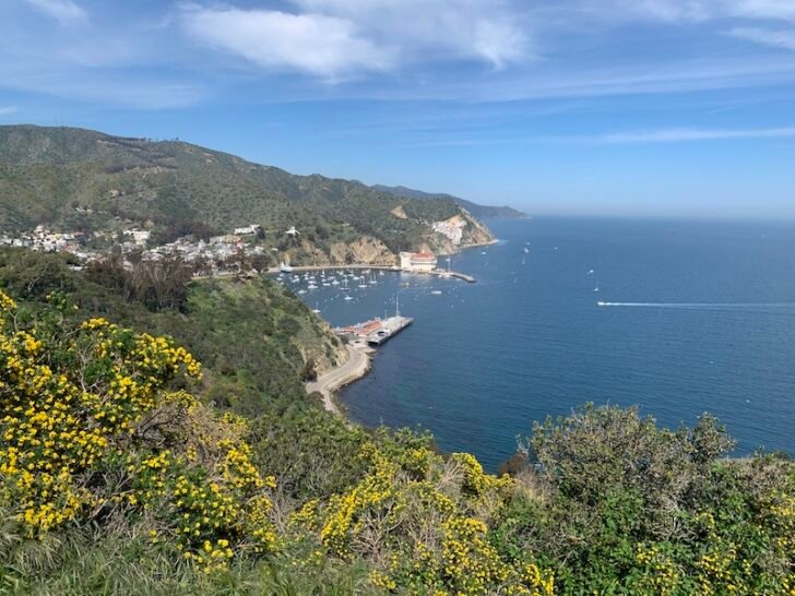 Is Catalina Island Dog-Friendly? (+ Activities & Hotels) – The Park's Life