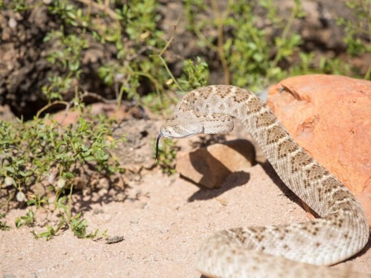 15 Common Animals in Joshua Tree (& Which Are Dangerous?) – The Park's Life