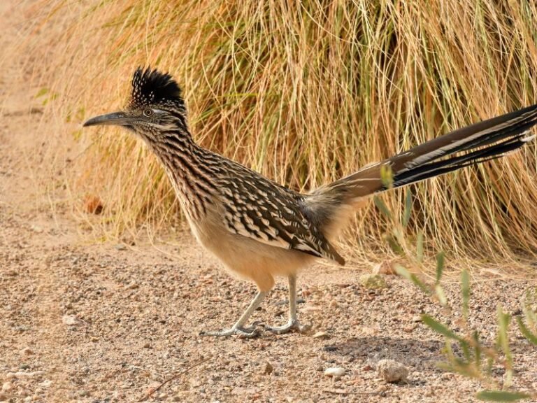 15 Common Animals in Joshua Tree (& Which Are Dangerous?) – The Park's Life