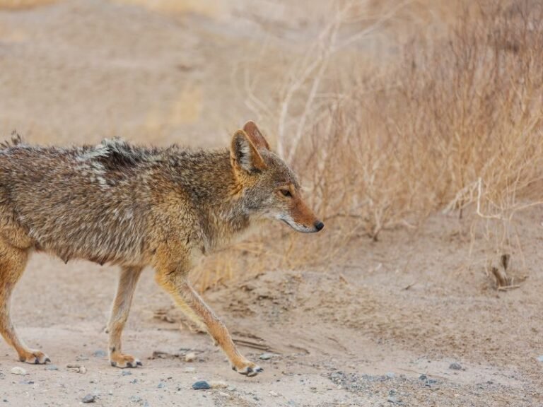 15 Common Animals in Joshua Tree (& Which Are Dangerous?) – The Park's Life