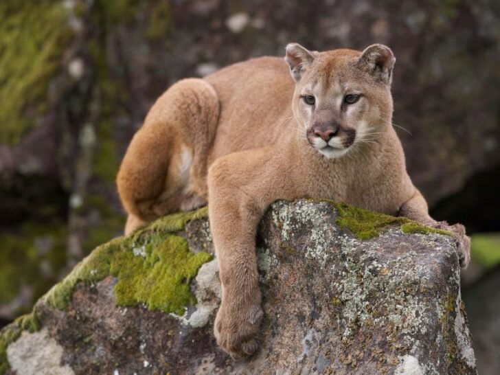 15 Common Animals in Joshua Tree (& Which Are Dangerous?) – The Park's Life