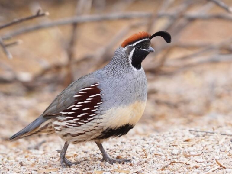 15 Common Animals in Joshua Tree (& Which Are Dangerous?) – The Park's Life