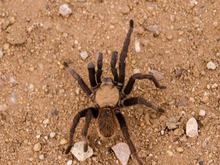 15 Common Animals in Joshua Tree (& Which Are Dangerous?) – The Park's Life