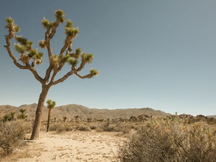 Car Camping in Joshua Tree National Park (7 Spots) – The Park's Life