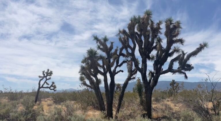 Car Camping in Joshua Tree National Park (7 Spots) – The Park's Life